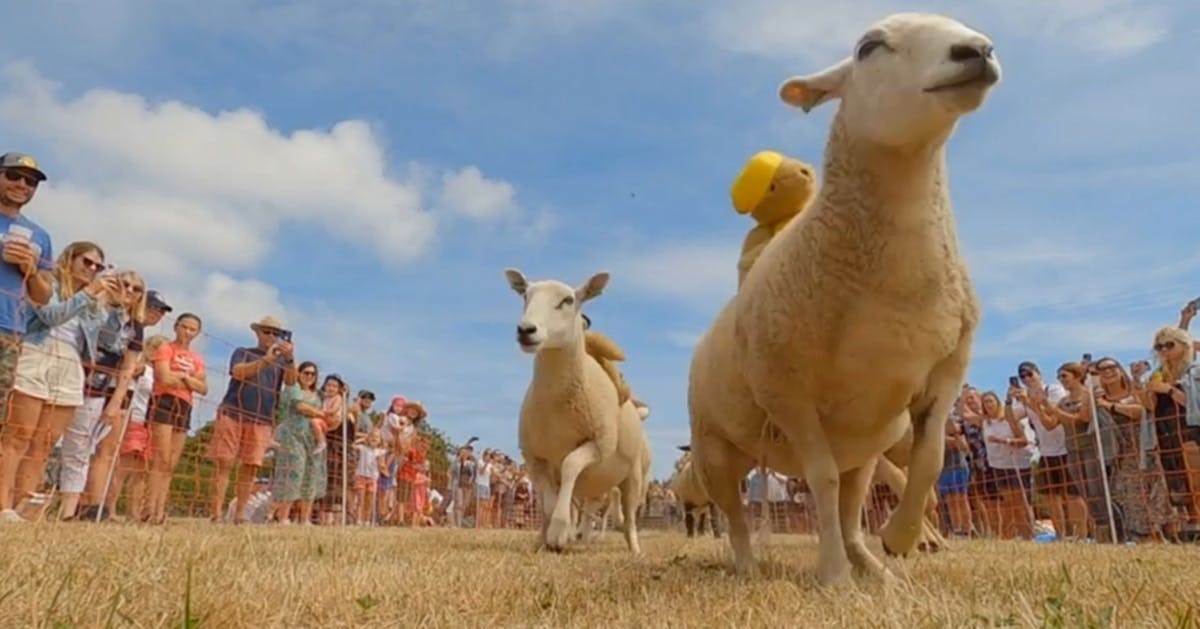 Wakool Sheep Races | The Murray River - River Country